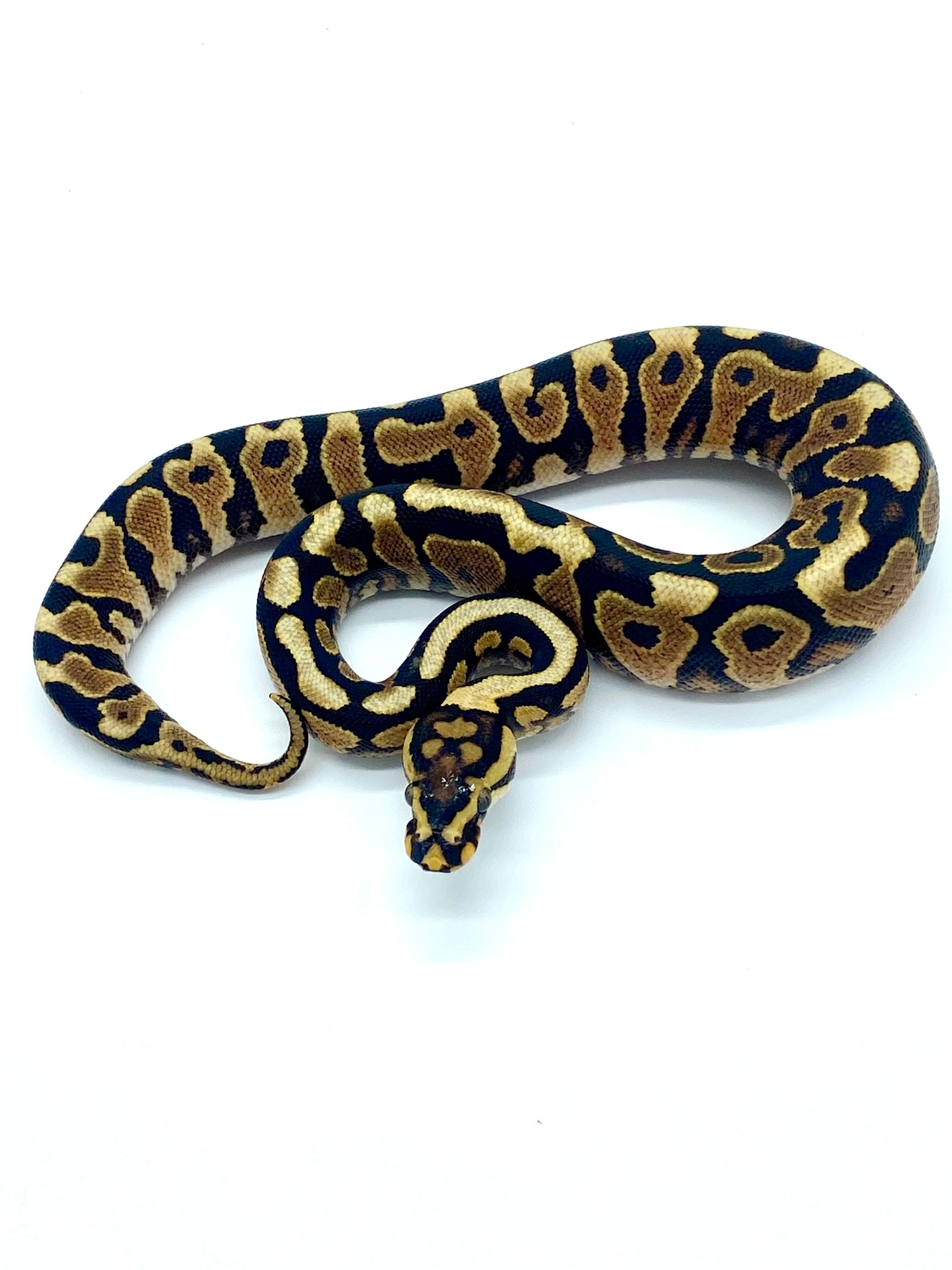 Spotnose Yellowbelly Het Clown Ball Python by Redline Pythons - MorphMarket