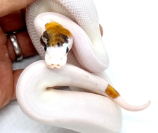 Orange Dream Yellowbelly Special Pied Ball Python by Redline Pythons ...