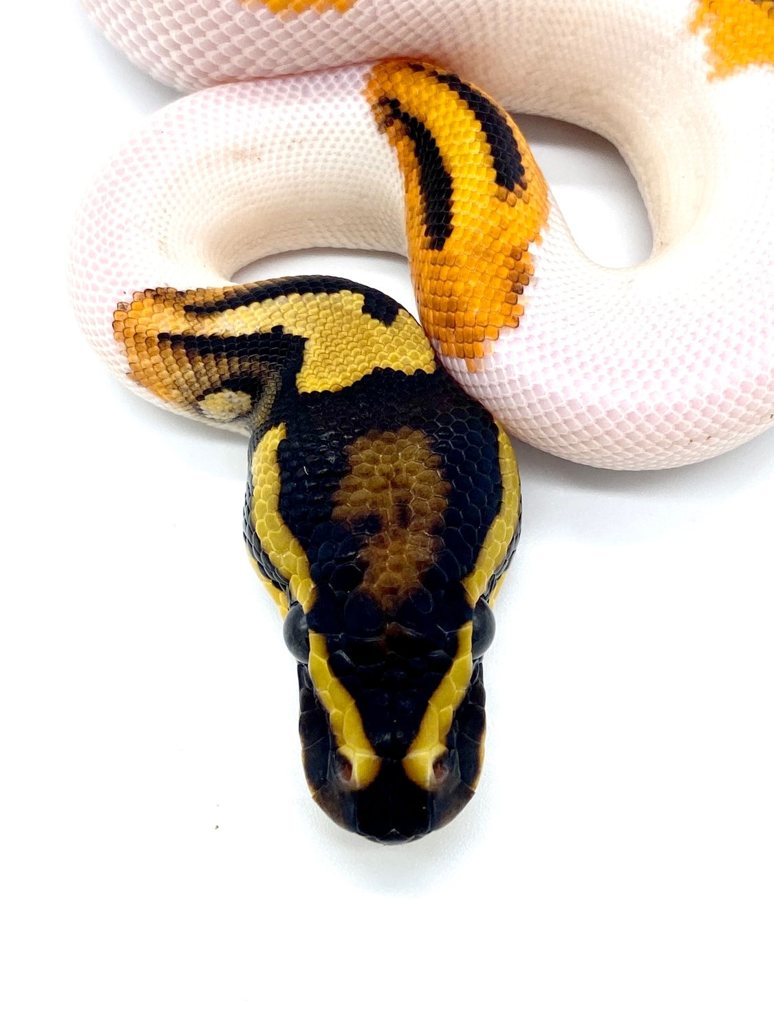 Orange Dream Yellowbelly Gene X Pied Ball Python by Redline Pythons ...