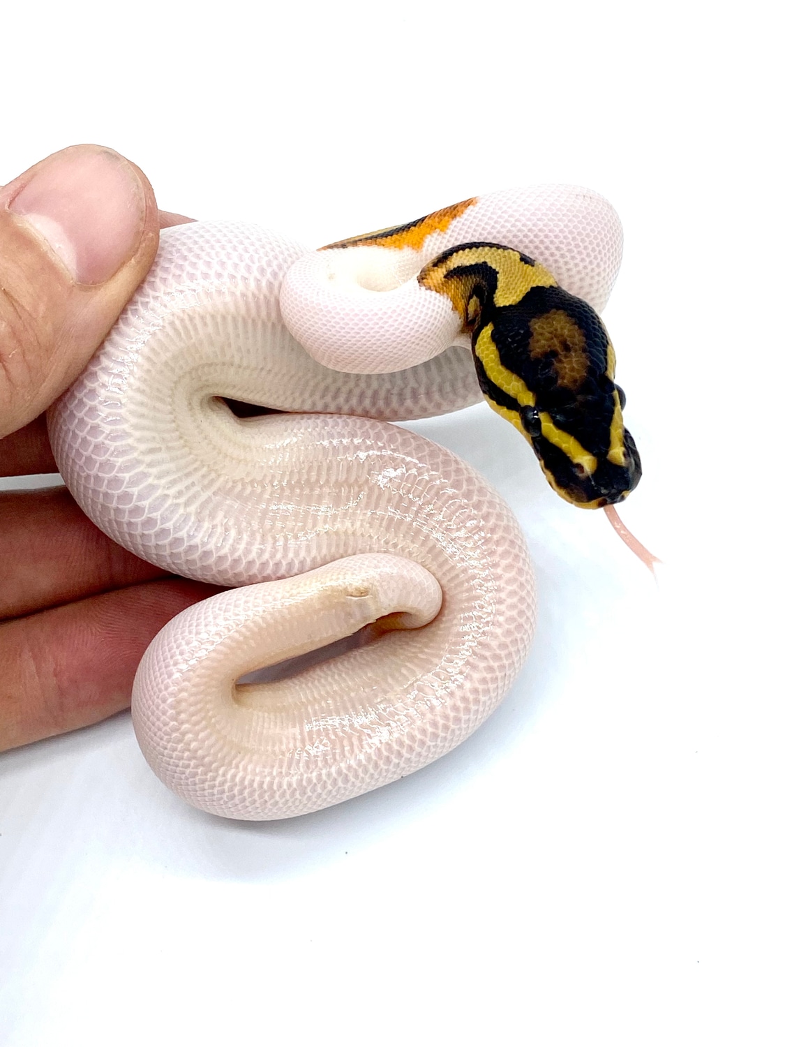 Orange Dream Yellowbelly Gene X Pied Ball Python by Redline Pythons ...