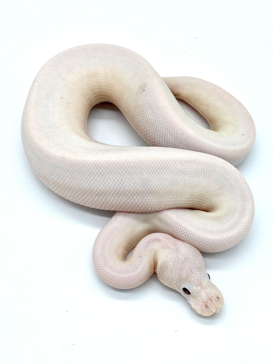Special Pied (Possible Black Pastel, Pastel, Leopard And/or Enchi) Ball ...
