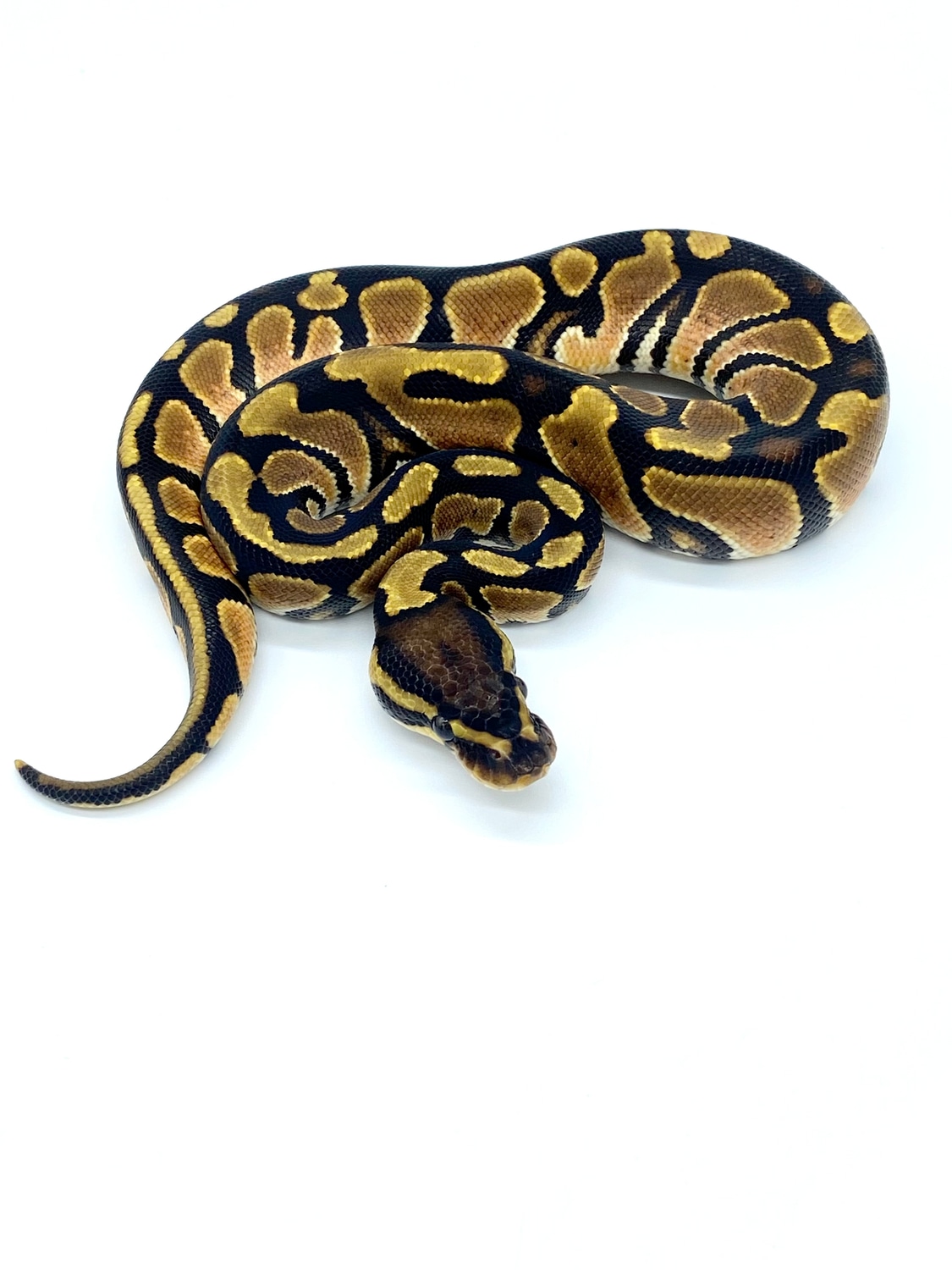 Orange Dream Het Ultramel Ball Python by Redline Pythons - MorphMarket