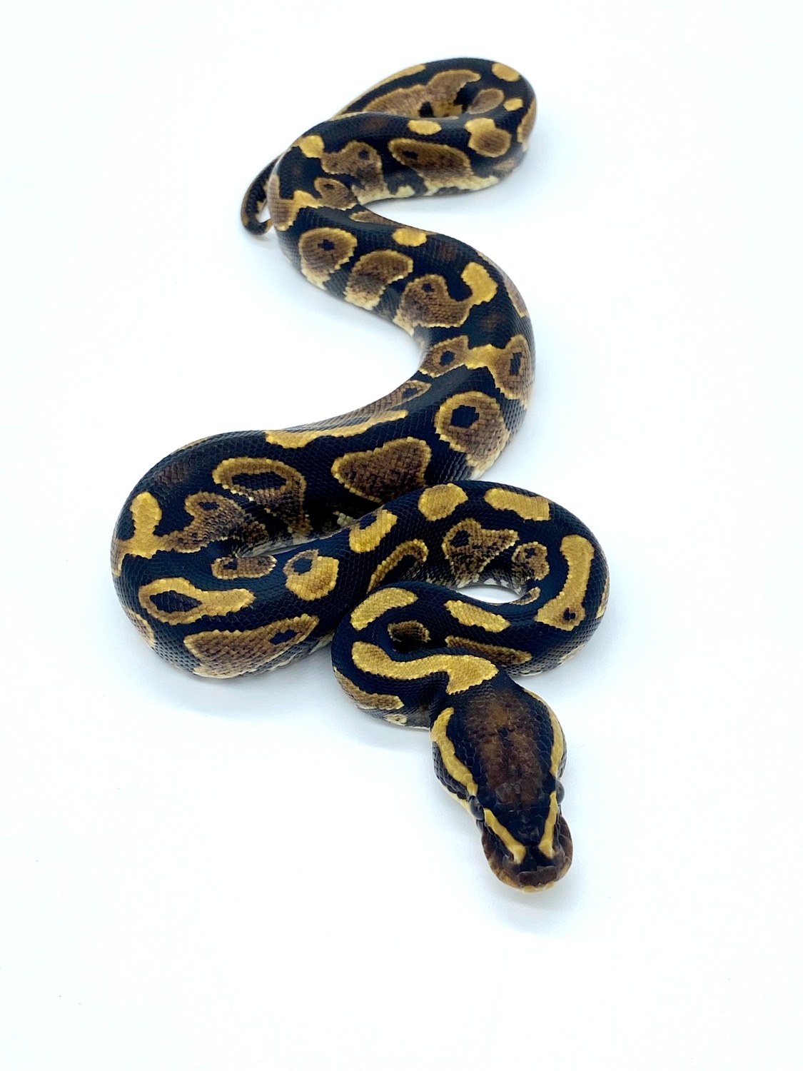 Yellowbelly Or Spark Het Ultramel Ball Python by Redline Pythons ...