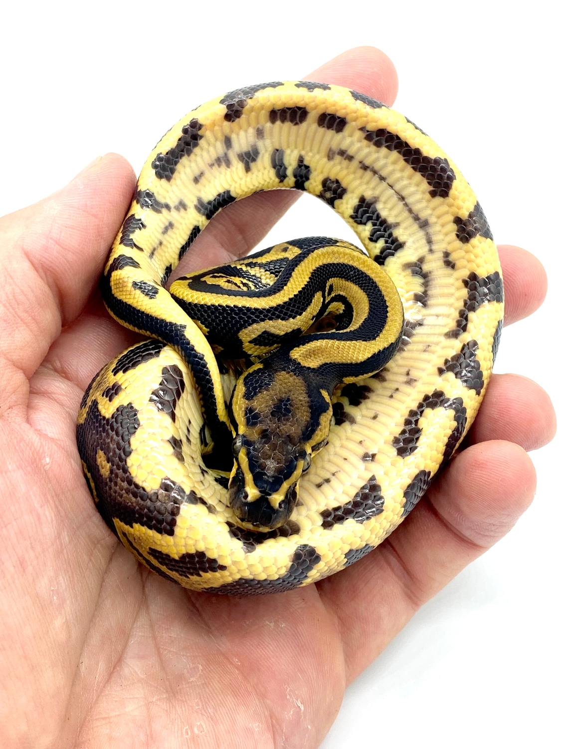 Leopard Triple Het Clown Pied Hypo Ball Python by Redline Pythons ...