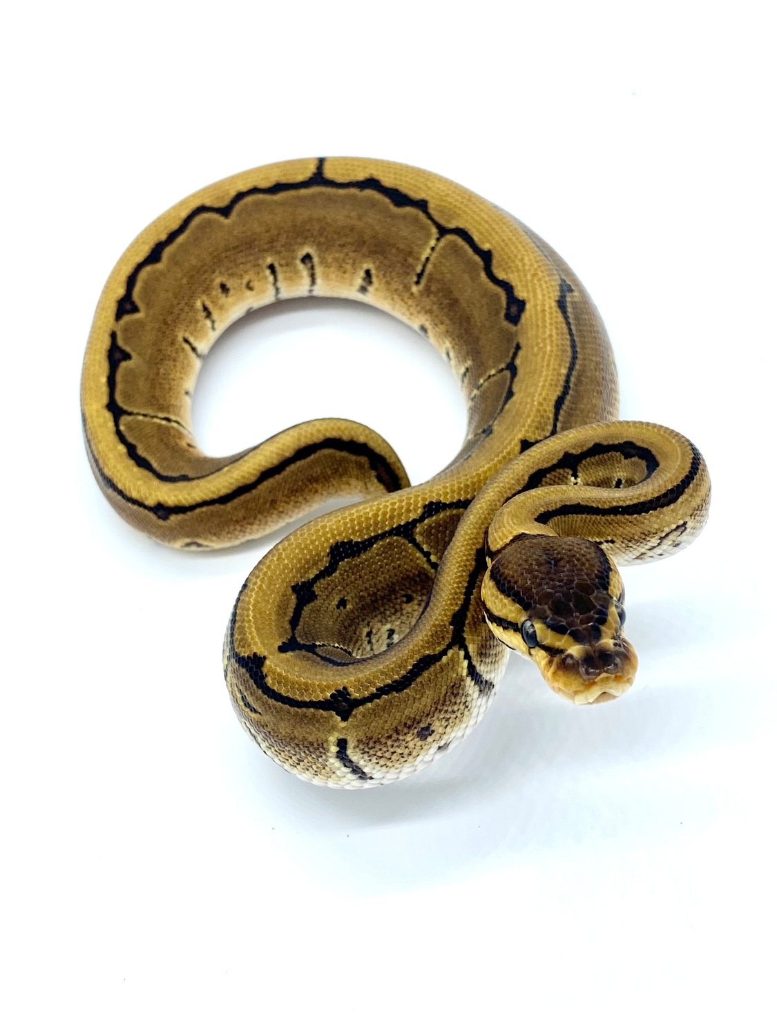 Pinstripe Het Pied Ball Python by Redline Pythons - MorphMarket