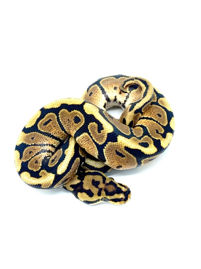 Spotnose Orange Dream Double Het Clown Hypo Ball Python by Redline Pythons