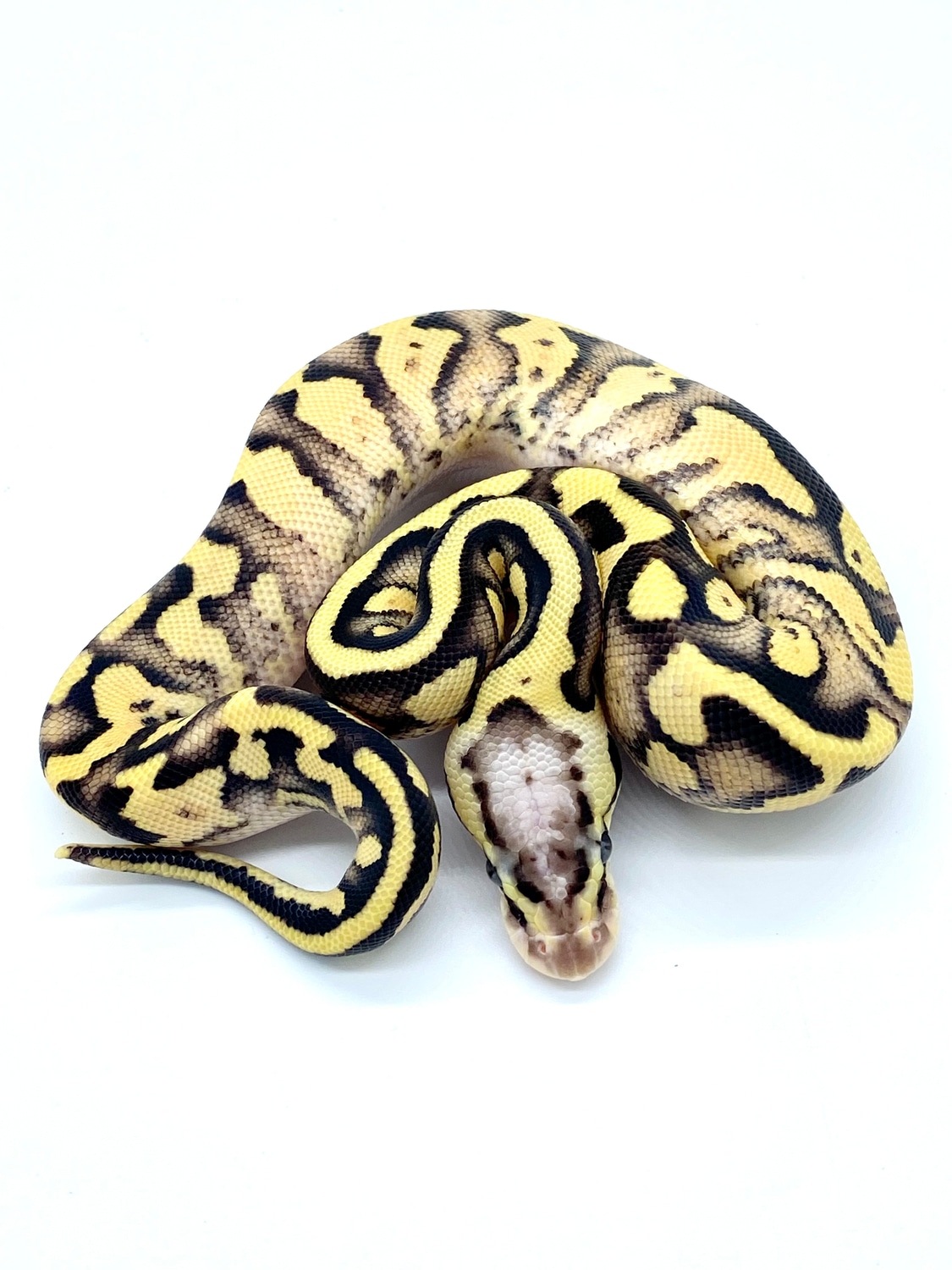 Orange Dream Yellowbelly Fire Pastel Het Clown Ball Python by Redline ...