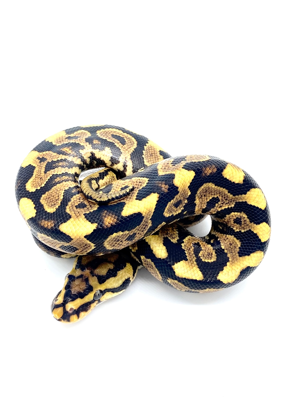 Spotnose Orange Dream Yellowbelly Het Clown Ball Python by Redline ...