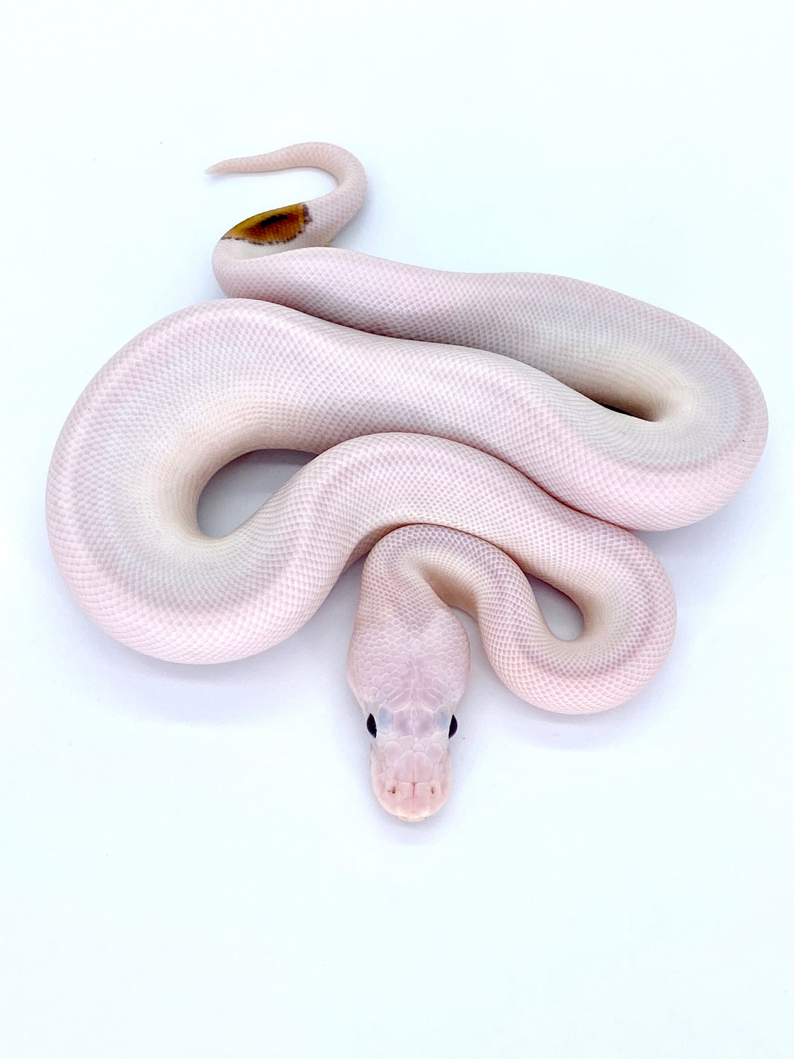 Special Pied (Possible Blackhead And Leopard) Ball Python by Redline ...