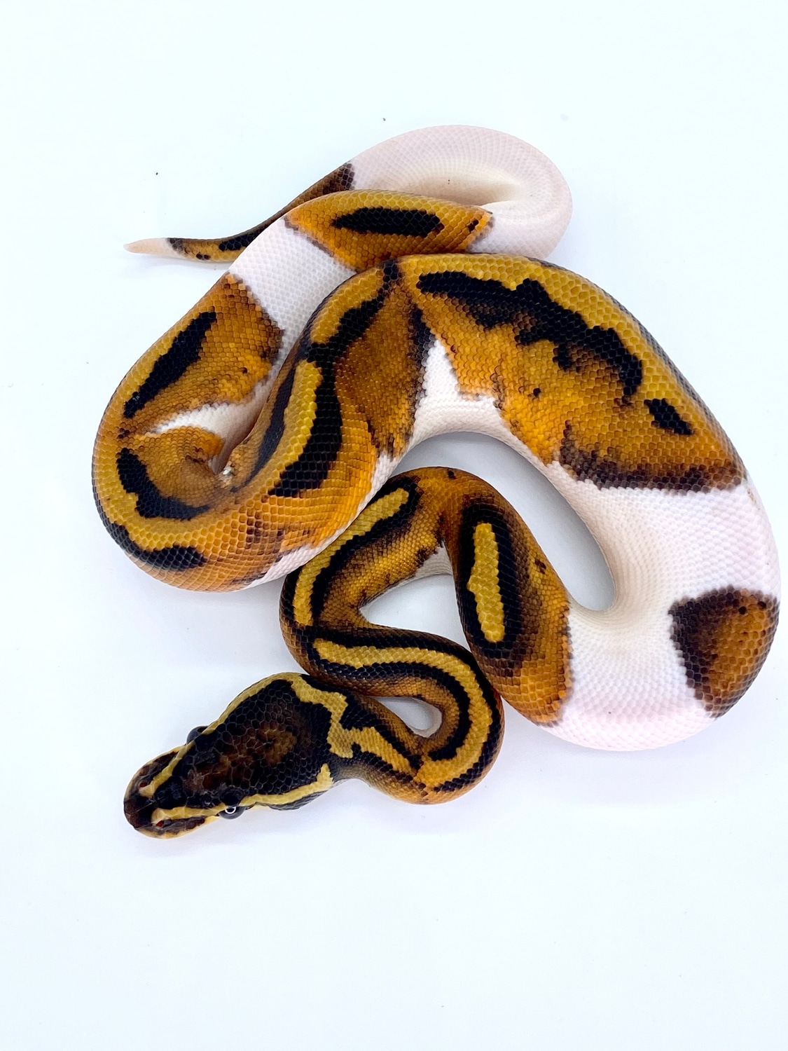 Pied (Possible Blackhead And Leopard) Ball Python by Redline Pythons ...