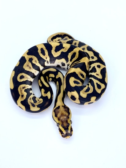 Chocolate Leopard Het Clown 50% Het Hypo Ball Python by Redline Pythons