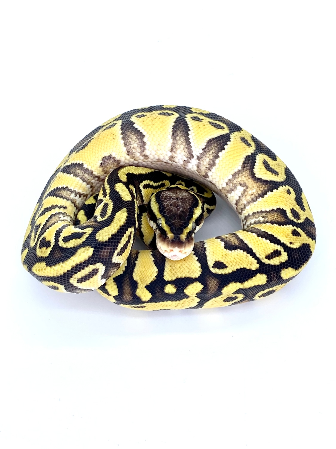 Redline Pythons's Collection - MorphMarket