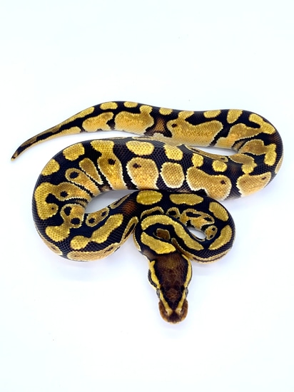 Enchi Double Het Desert Ghost Clown Ball Python by Redline Pythons