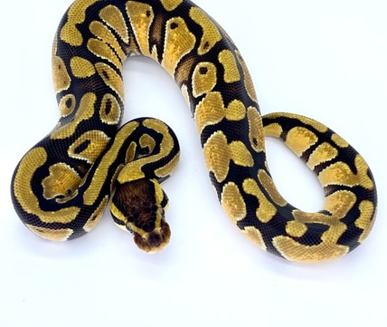 Chocolate Leopard Enchi 100% Het Puzzle 66% Het Hypo Ball Python by ...