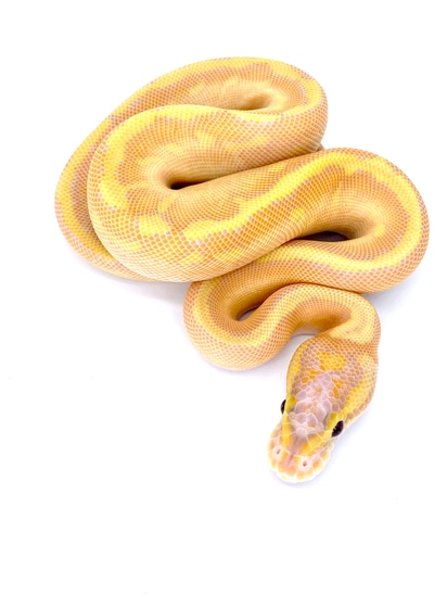 Banana Hidden Gene Woma Highway Ball Python by Redline Pythons