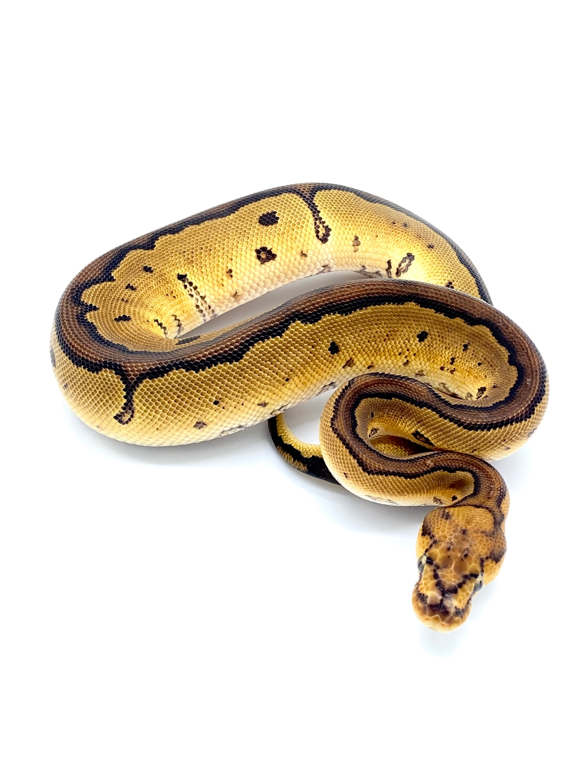 Redstripe Clown Ball Python by Redline Pythons - MorphMarket