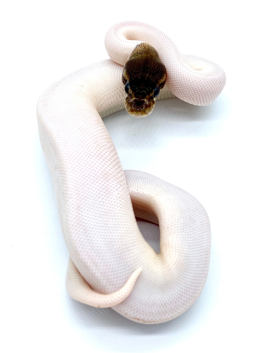 Blackhead Leopard Pied Ball Python by Redline Pythons - MorphMarket