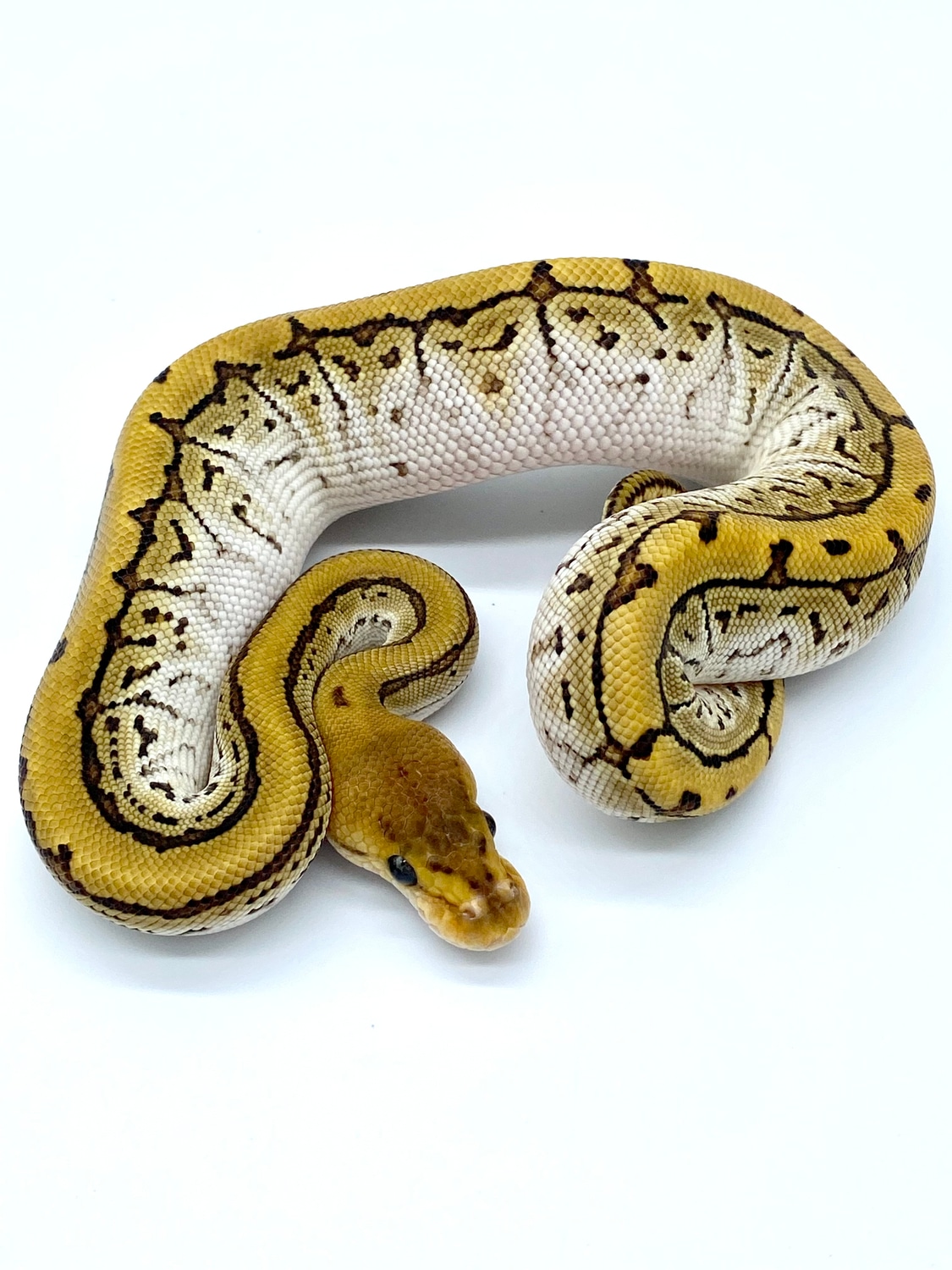 Cypress Spotnose Pinstripe Cryptic Or Crypton Het Hypo Ph Desert Ghost ...