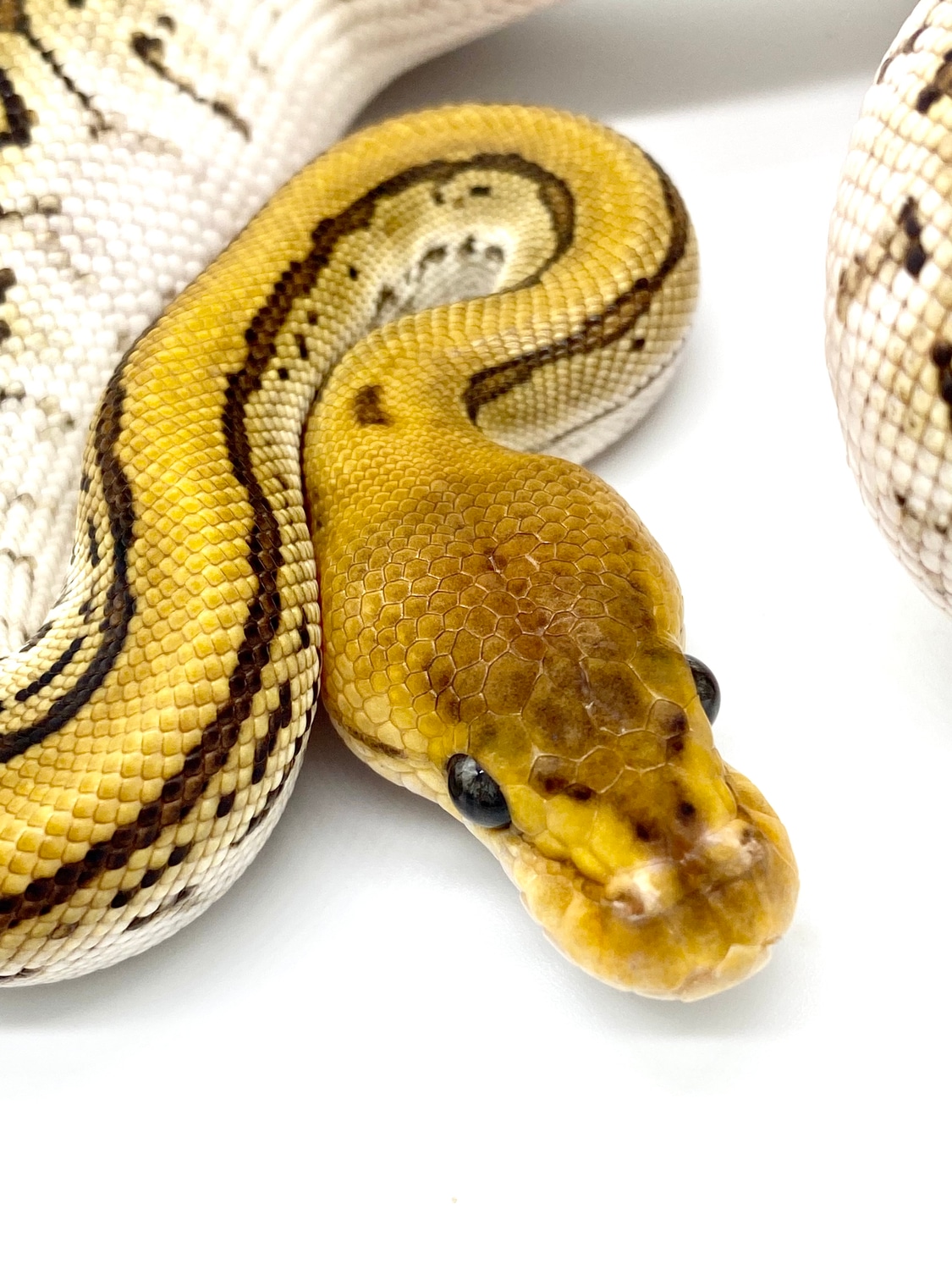 Cypress Spotnose Pinstripe Cryptic Or Crypton Het Hypo Ph Desert Ghost ...