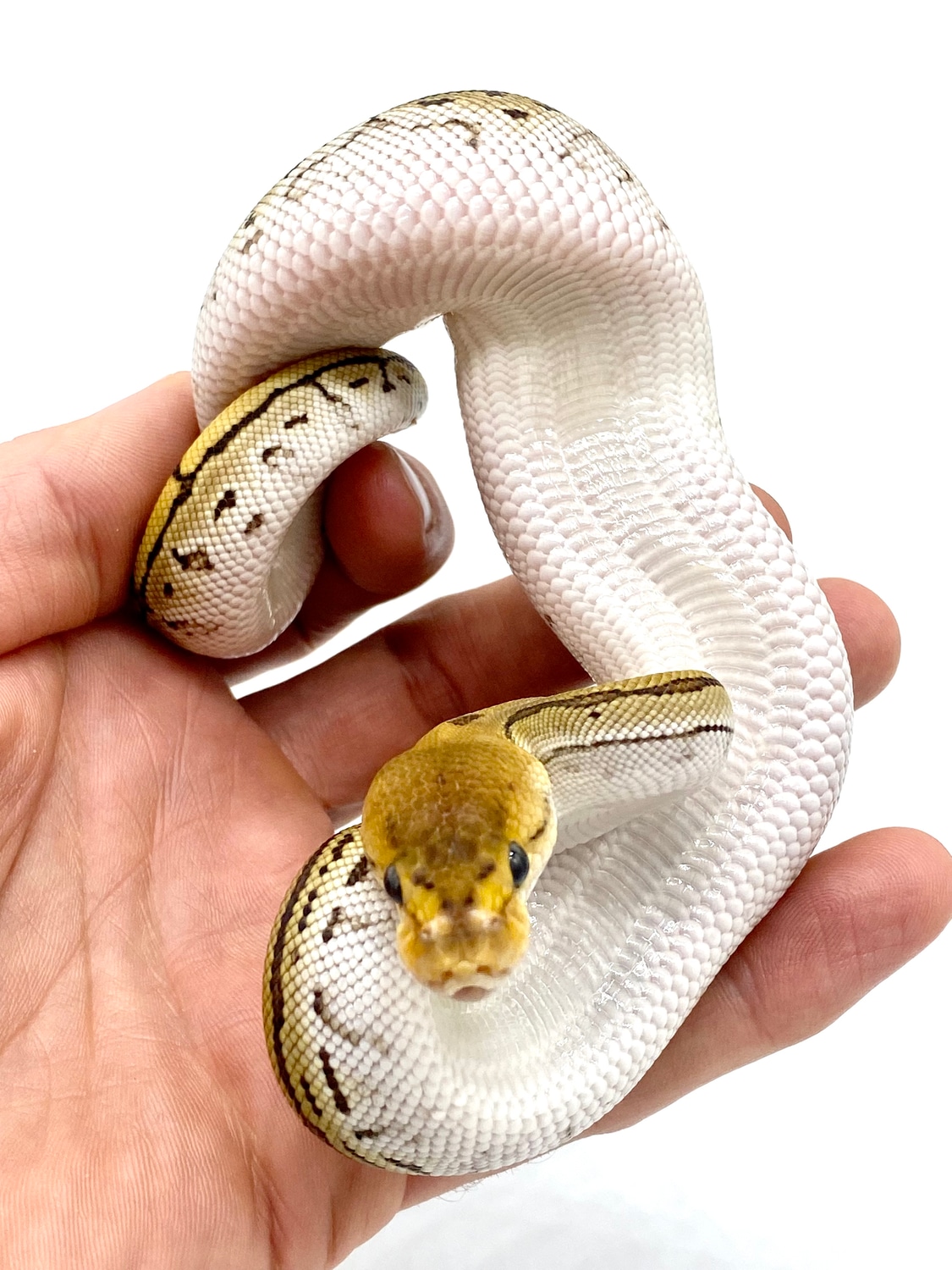 Cypress Spotnose Pinstripe Cryptic Or Crypton Het Hypo Ph Desert Ghost ...