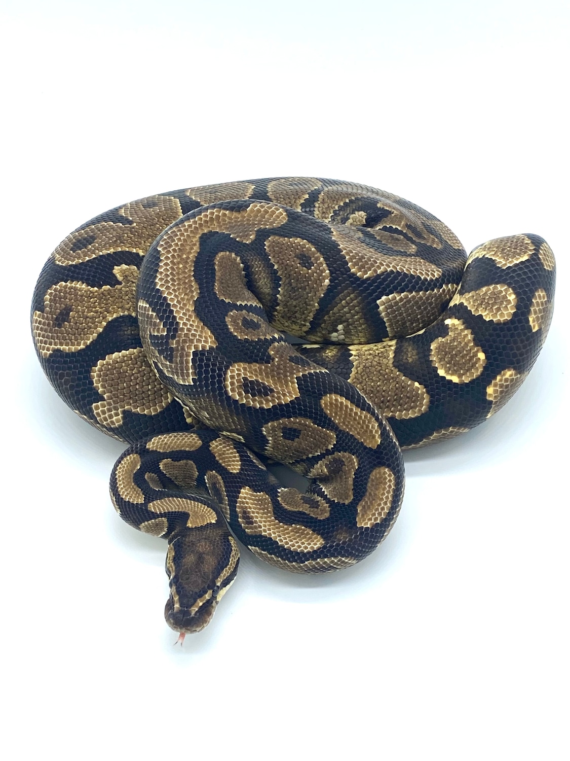 Yellowbelly Or Spark Proven Breeder Ball Python by Redline Pythons ...