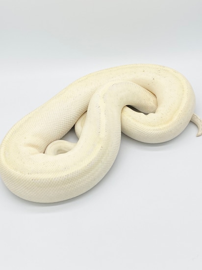 Puma Proven Breeder Ball Python by Redline Pythons