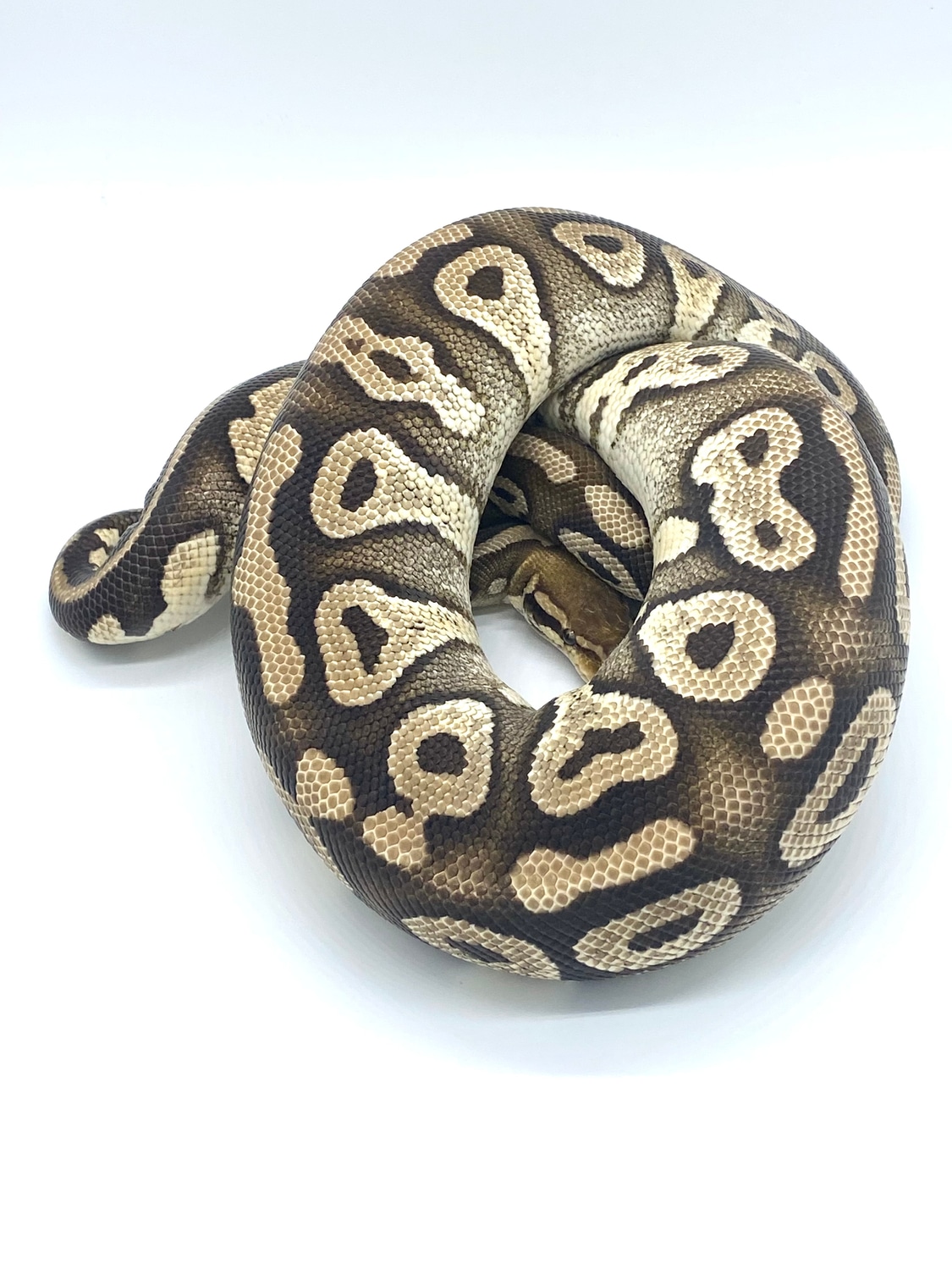 Pastave Proven Breeder Ball Python by Redline Pythons - MorphMarket
