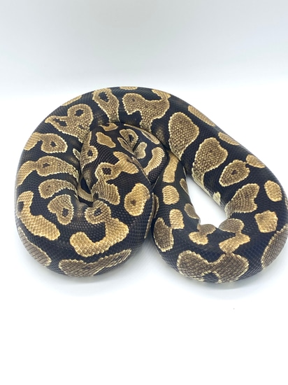 Yellowbelly Proven Breeder Ball Python by Redline Pythons