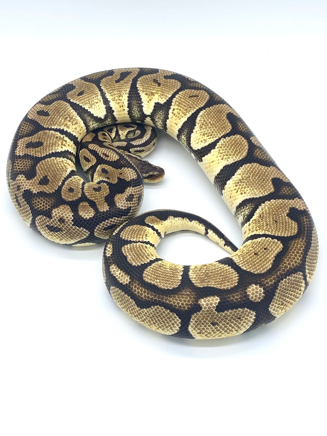Pastel Ready To Breed Ball Python by Redline Pythons - MorphMarket