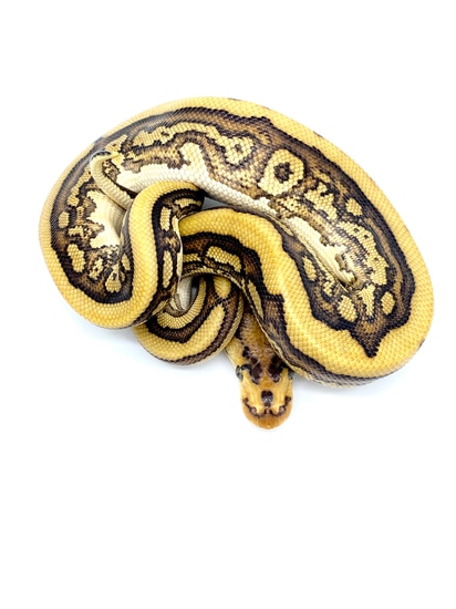 Cypress Black Pastel Redstripe Cryptic Or Crypton Double Het Genetic ...