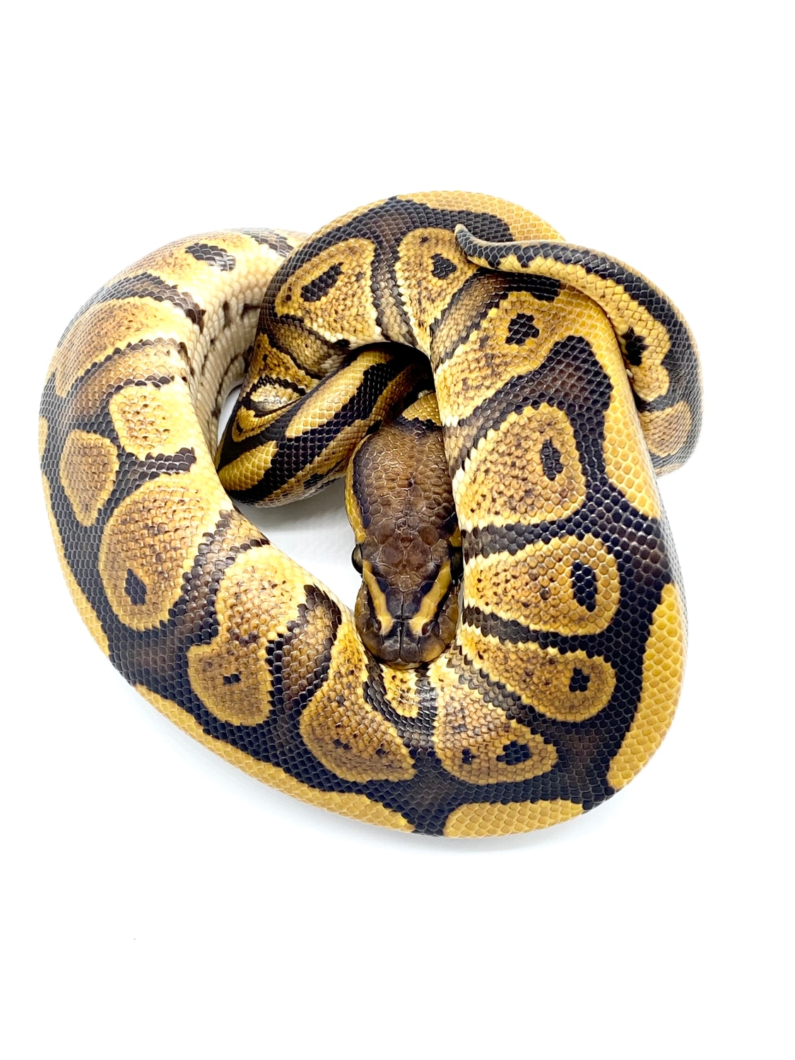 Redstripe Double Het Genetic Stripe Hypo And Het Cryptic Or Clown Ph ...