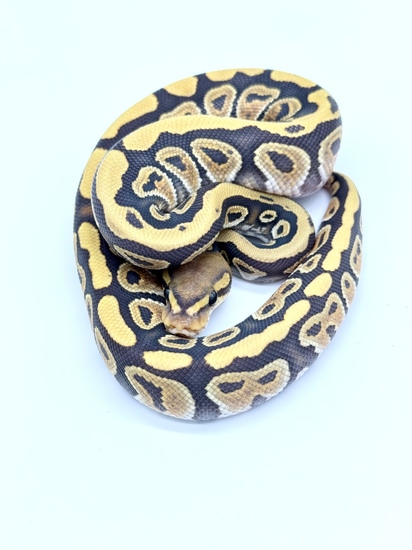 Chocolate Cypress Hypo Het Cryptic Or Clown Ph DG Ball Python by ...