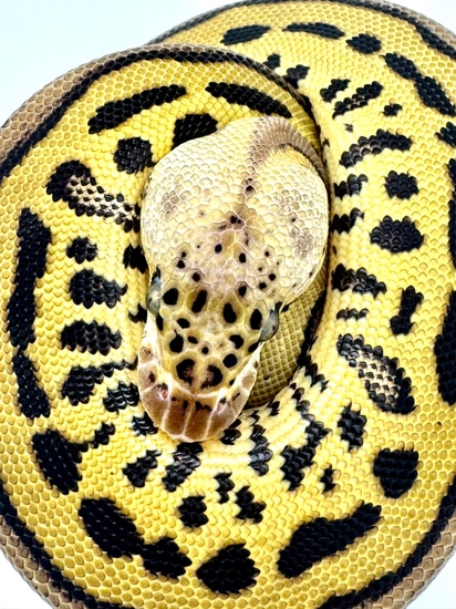 Pastel Batman Clown Het Pied Ball Python by Redline Pythons