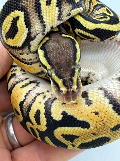 Pastel Spotnose Double Het Clown Pied Ball Python By Redline Pythons