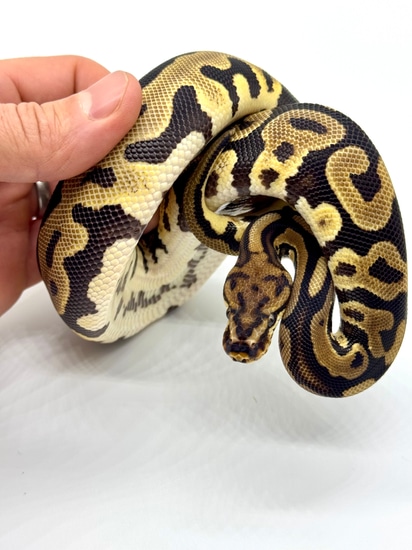 Leopard Spotnose Het Clown Ball Python by Redline Pythons