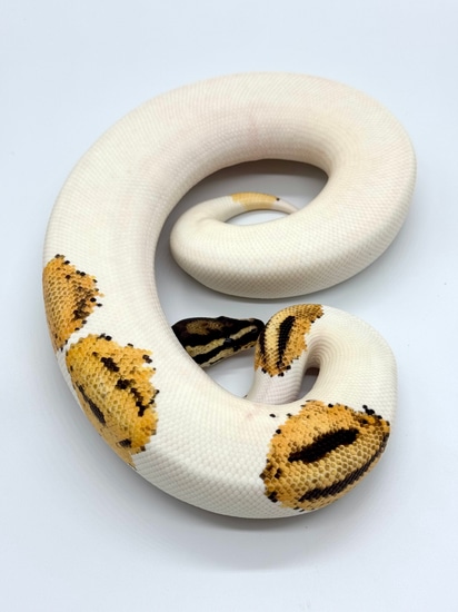1.4 Pied Making Breeding Group Ball Python by Redline Pythons