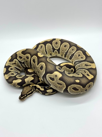 2x Hypo Female Ball Python by Redline Pythons