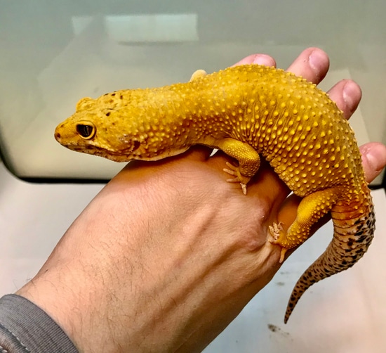 Giant SHTCT Leopard Gecko by Buchanan Herpetological