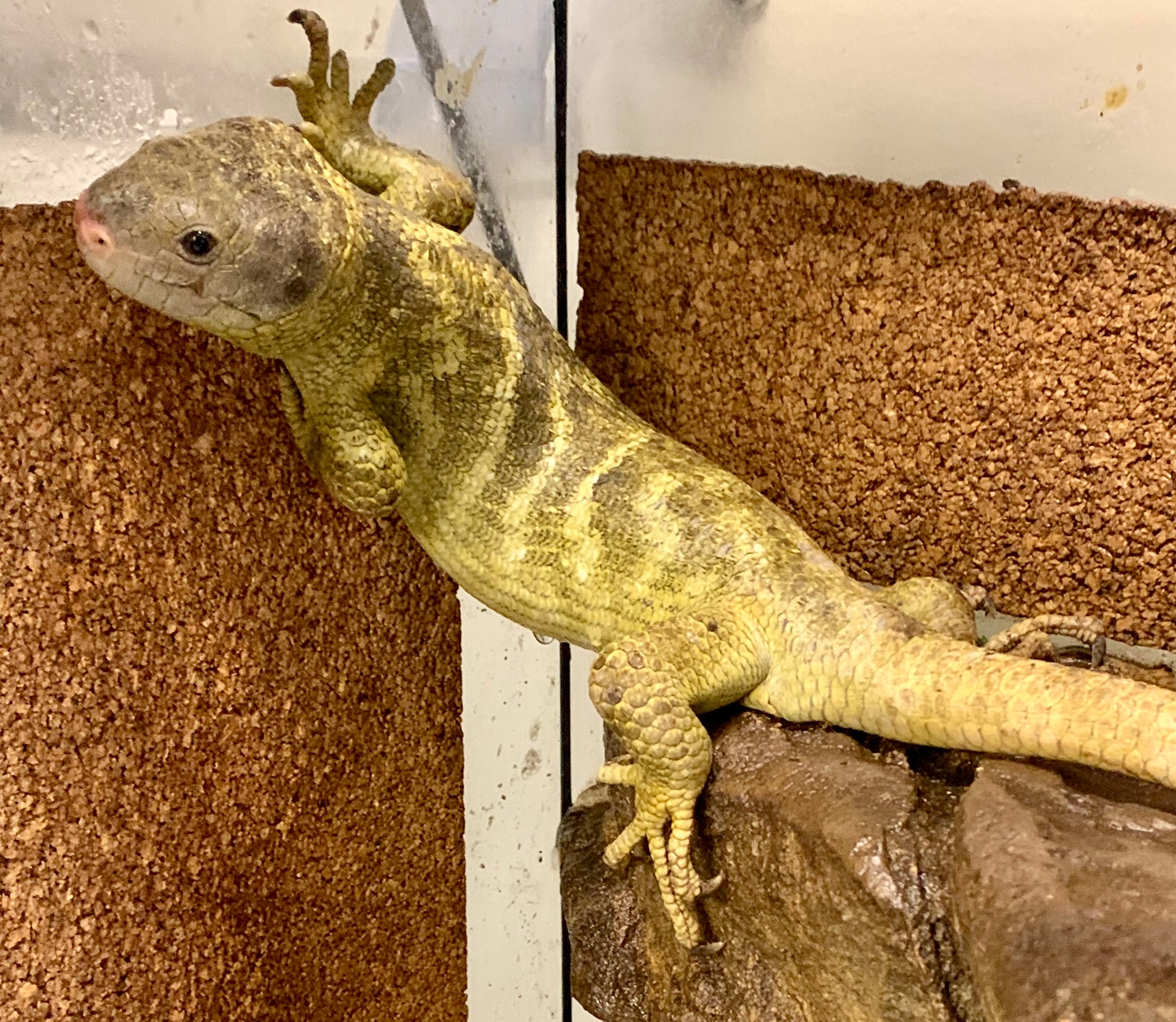 Sun-adult/adult MTS, In My Care Since ‘18 Monkey-tailed Skink by ...