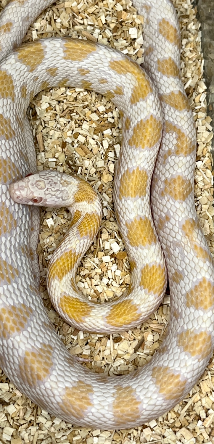 Saffron Miami (Carmel Sunkissed Amel + Miami) 100% Het Cinder Corn ...
