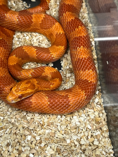 Amel Bloodred Red Factor Corn Snake by Buchanan Herpetological