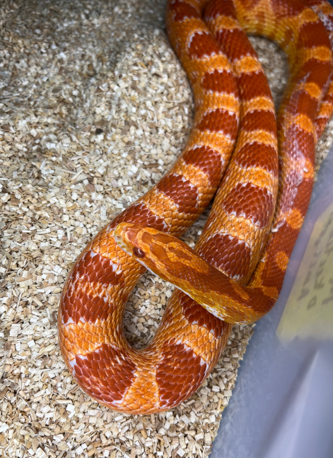 2020 Amel+ Female, Brumated And Ready To Breed. Corn Snake by Buchanan ...