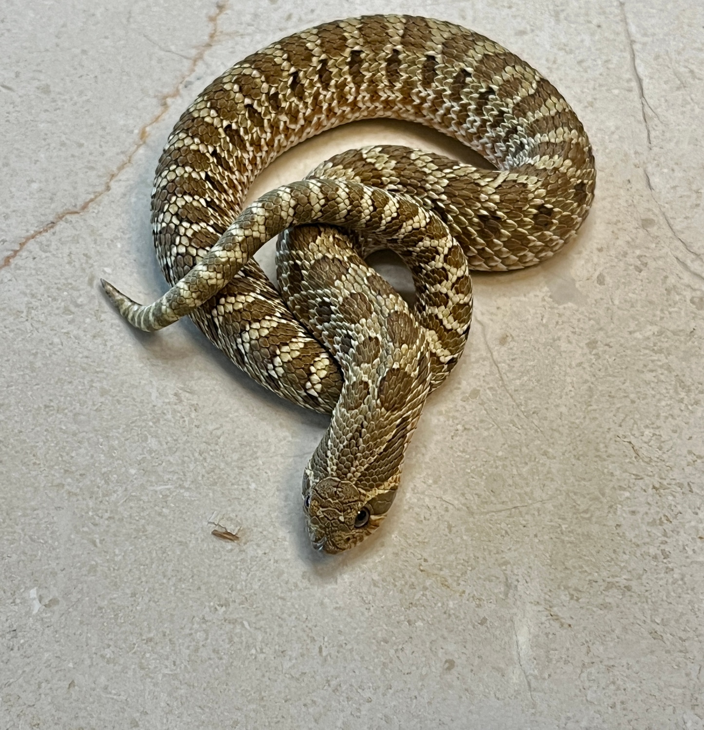 New Bloodlines F1's- WC Texas Female To A Lemon Ghost Male Western ...