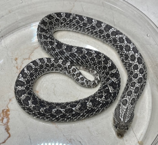Adult Female Axanthic PH Albino (Snow) Western Hognose by Buchanan ...