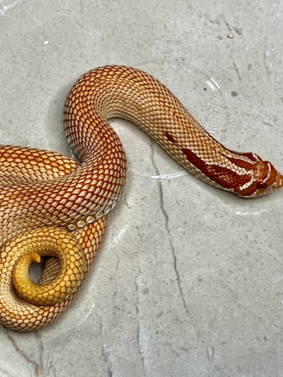 PB Purple Line Extreme Red Albino Superconda Ph Snow Western Hognose by ...