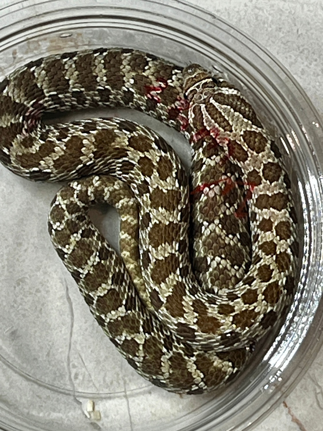 Normal F1's, New Blood Western Hognose by Buchanan Herpetological ...