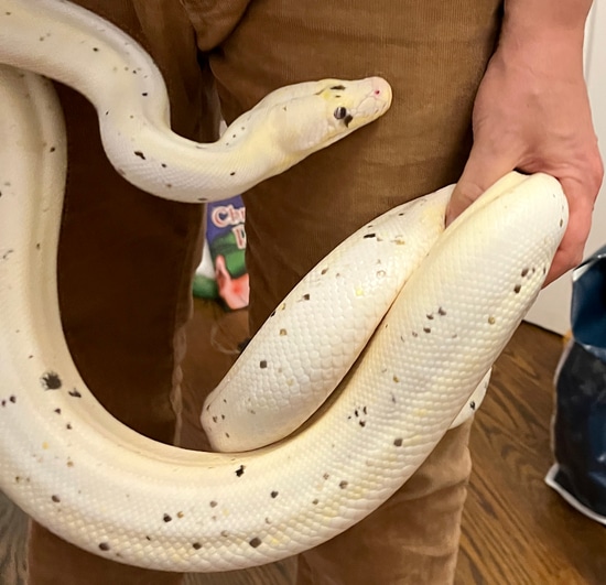 Partial SD COW Reticulated Python by Buchanan Herpetological