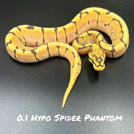 Hypo Spider Phantom Ball Python by HerpHub