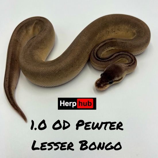 Orange Dream Pewter Lesser Bongo Ball Python by HerpHub