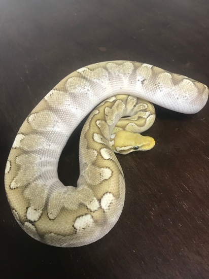 Bamboo, Pastel, GHI- Female 450g Ball Python by Moore Reptiles